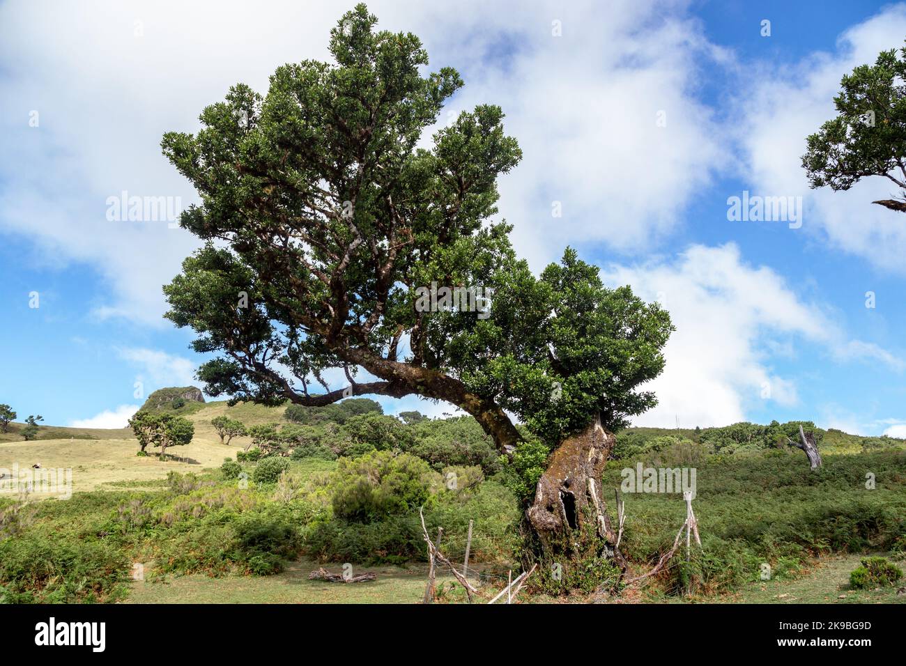 MADEIRA, PORTUGAL - AUGUST 27, 2021: It is one of the fabulous relics ...