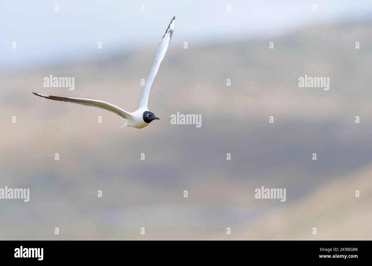 Adult Andean gull (Chroicocephalus serranus) in breeding plumage ...