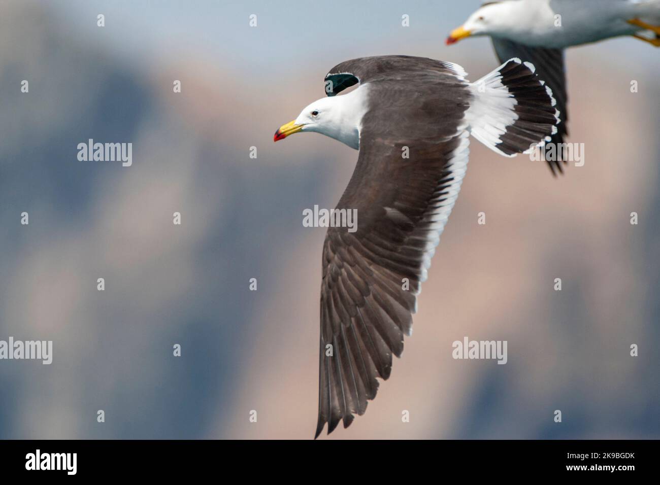 Belcher's Gull (Larus belcheri), also known as the band-tailed gull, at ...