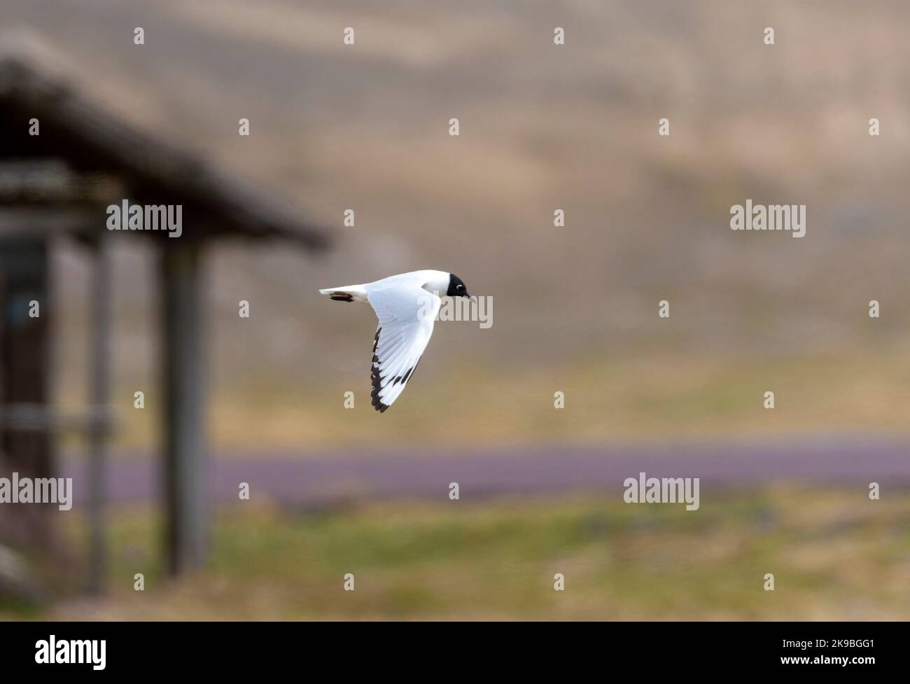 Adult Andean gull (Chroicocephalus serranus) in breeding plumage ...