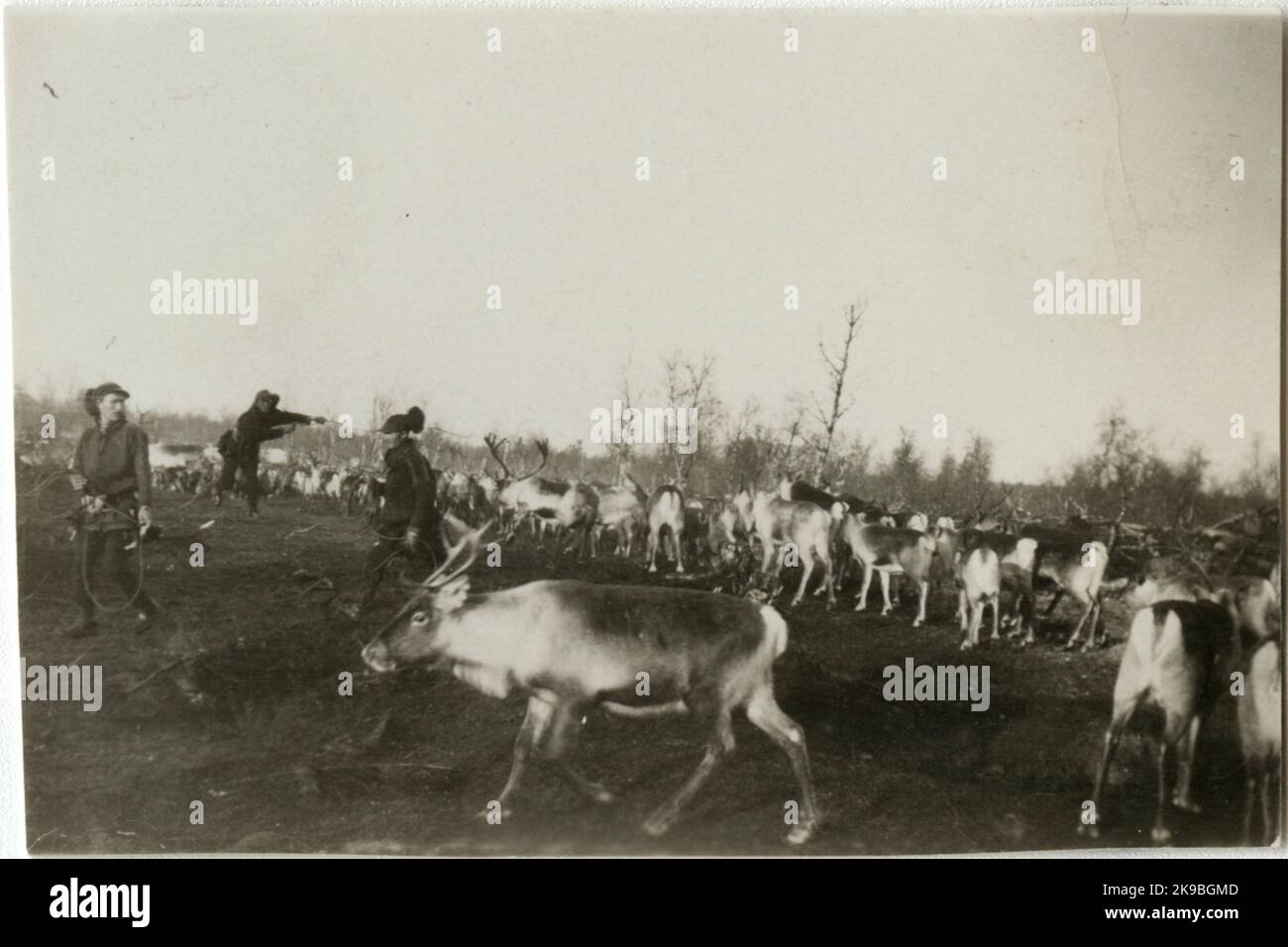 Sami people reindeer historical hi-res stock photography and images - Alamy