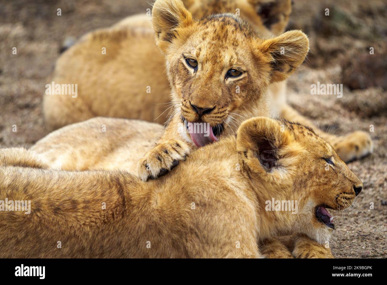 Lion (Panthera leo) cubs grooming each other. Mpumalanga. South Africa ...