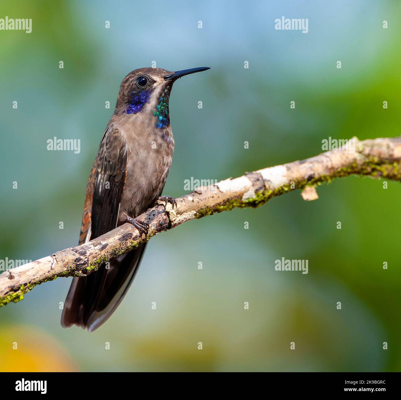 Brown Violetear (Colibri delphinae) in Colombia Stock Photo - Alamy