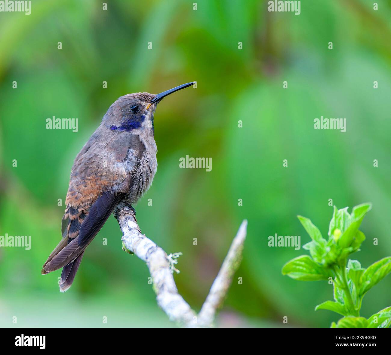 Brown Violetear (Colibri delphinae) in Colombia Stock Photo - Alamy