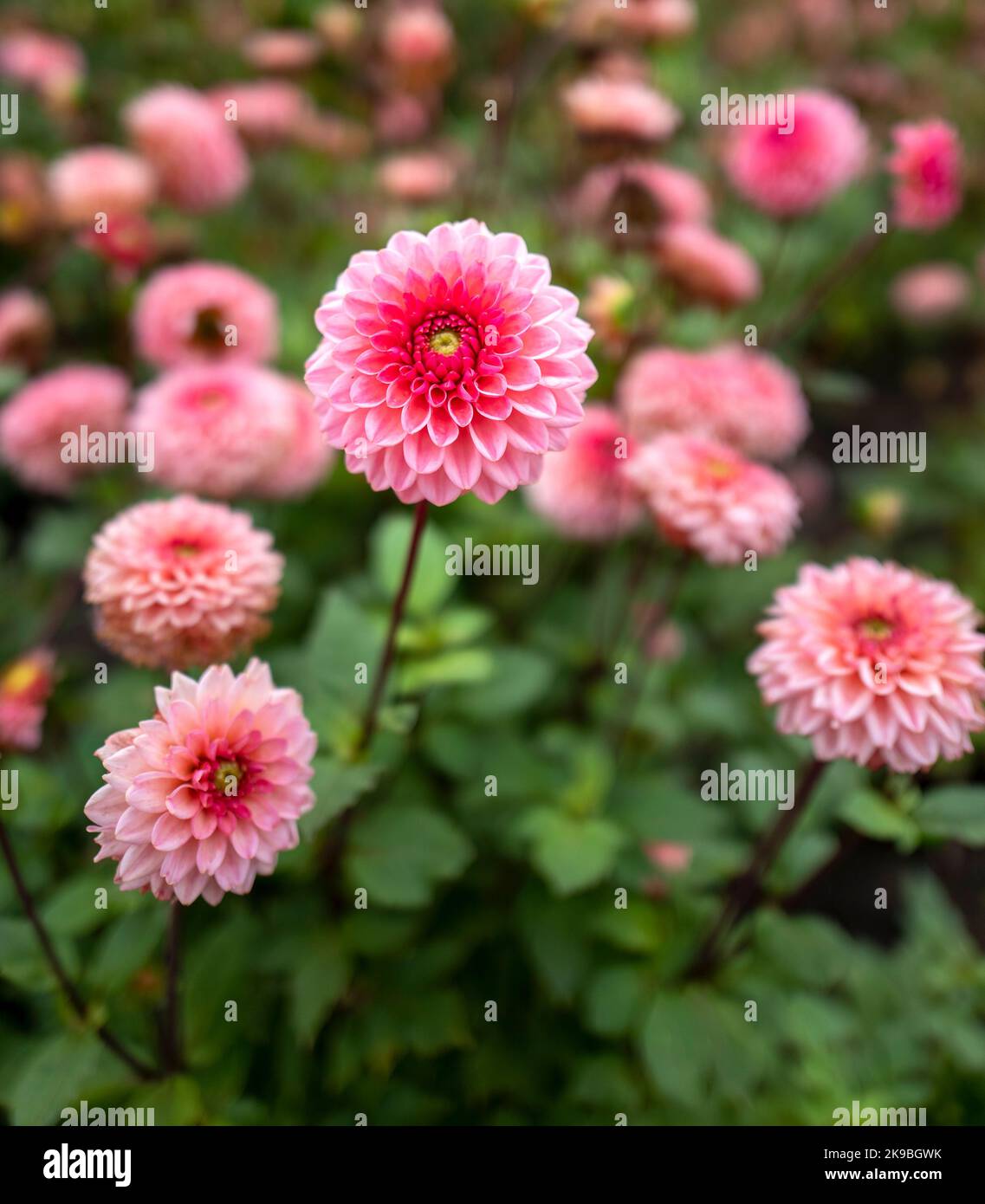 Dahlias In Autumn Stock Photo - Alamy