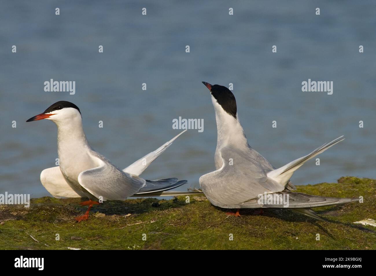 Common Tern displaying; Visdief baltsend Stock Photo - Alamy