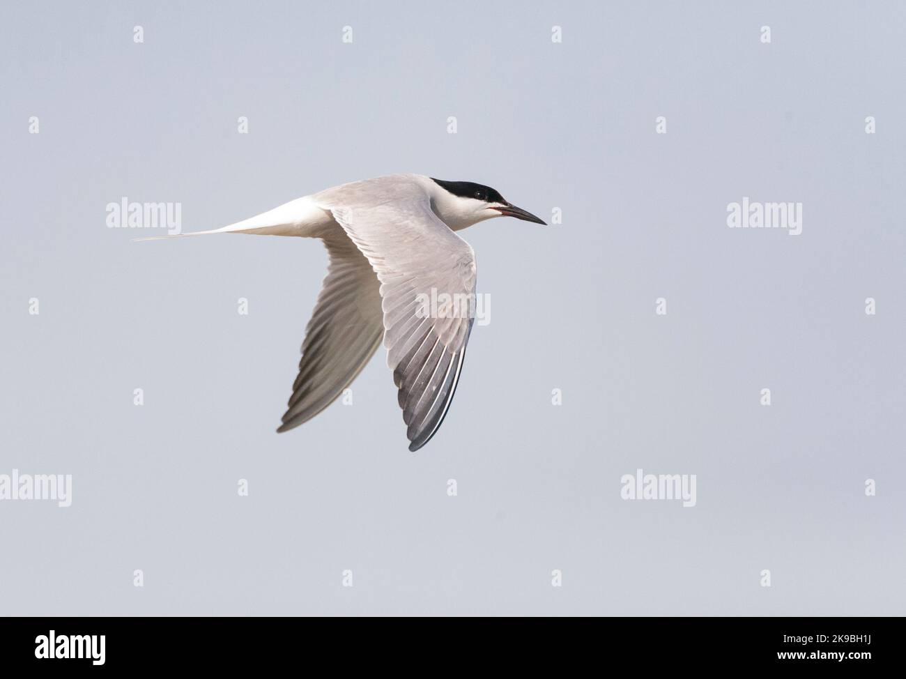 Adult (Siberian) Common Tern in flight above Bodhi Island, China. Side ...