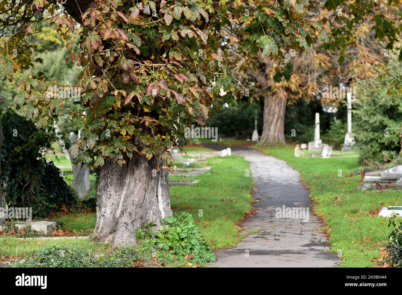 Autumn time with a path running through a quiet cemetery. Flanked by ...