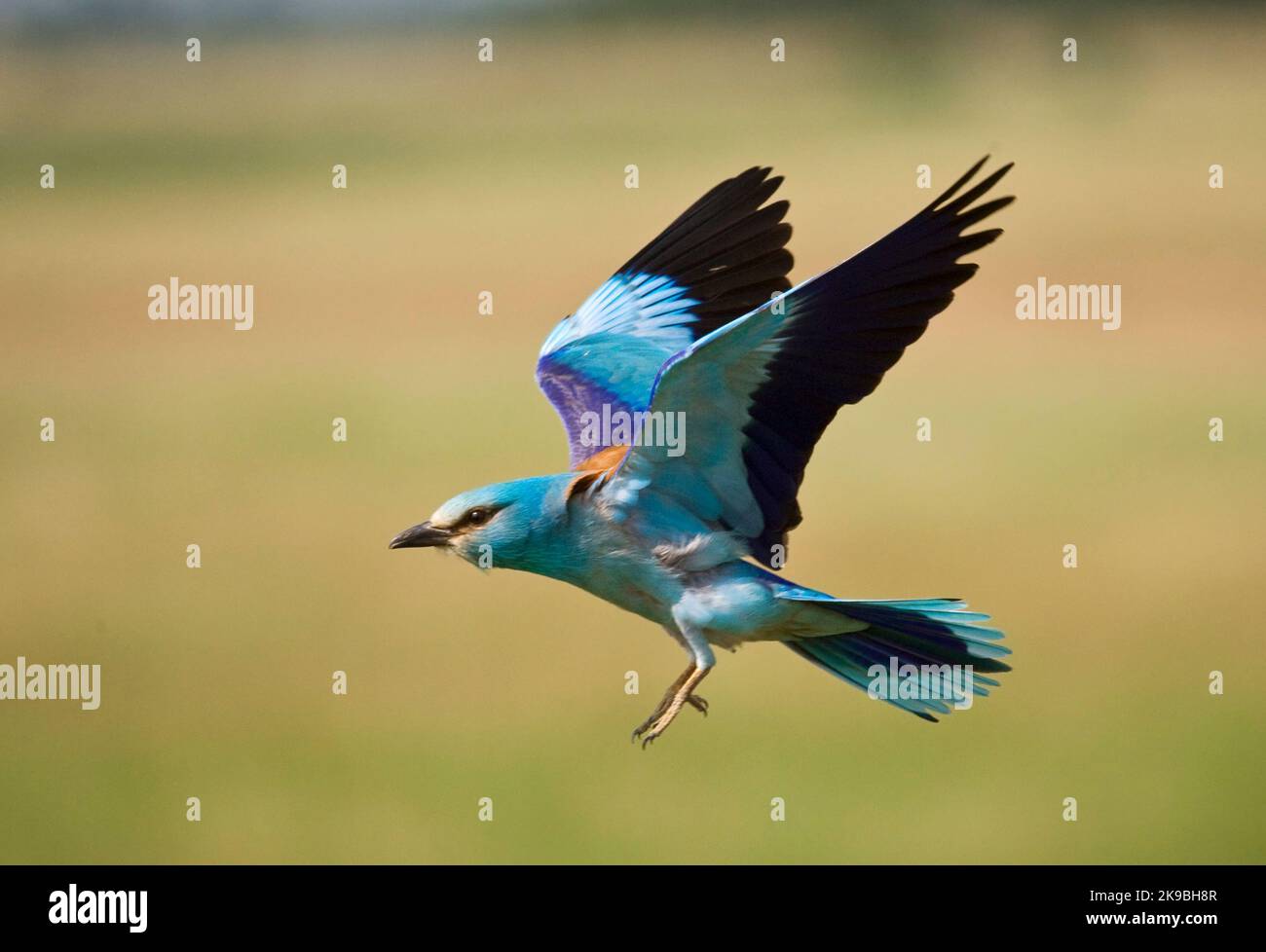 Scharrelaar in de vlucht; European Roller in flight Stock Photo - Alamy