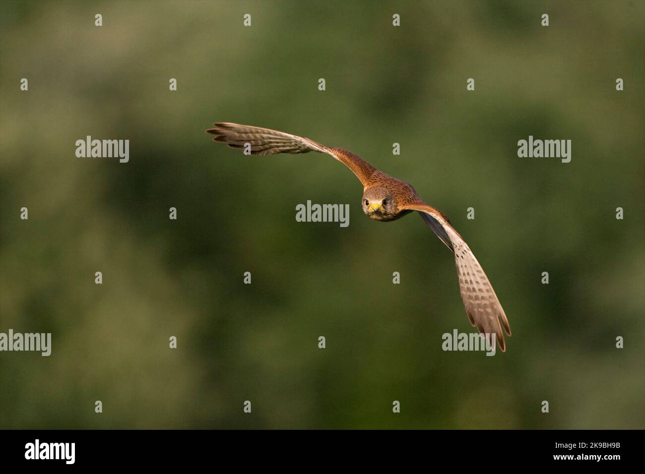 Torenvalk in de vlucht; Common Kestrel in flight Stock Photo - Alamy