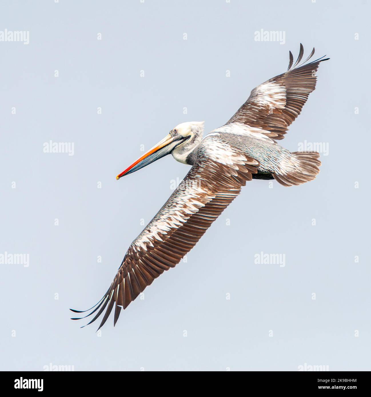 Peruvian Pelican (Pelecanus thagus) off the coast of Lima, Peru Stock ...