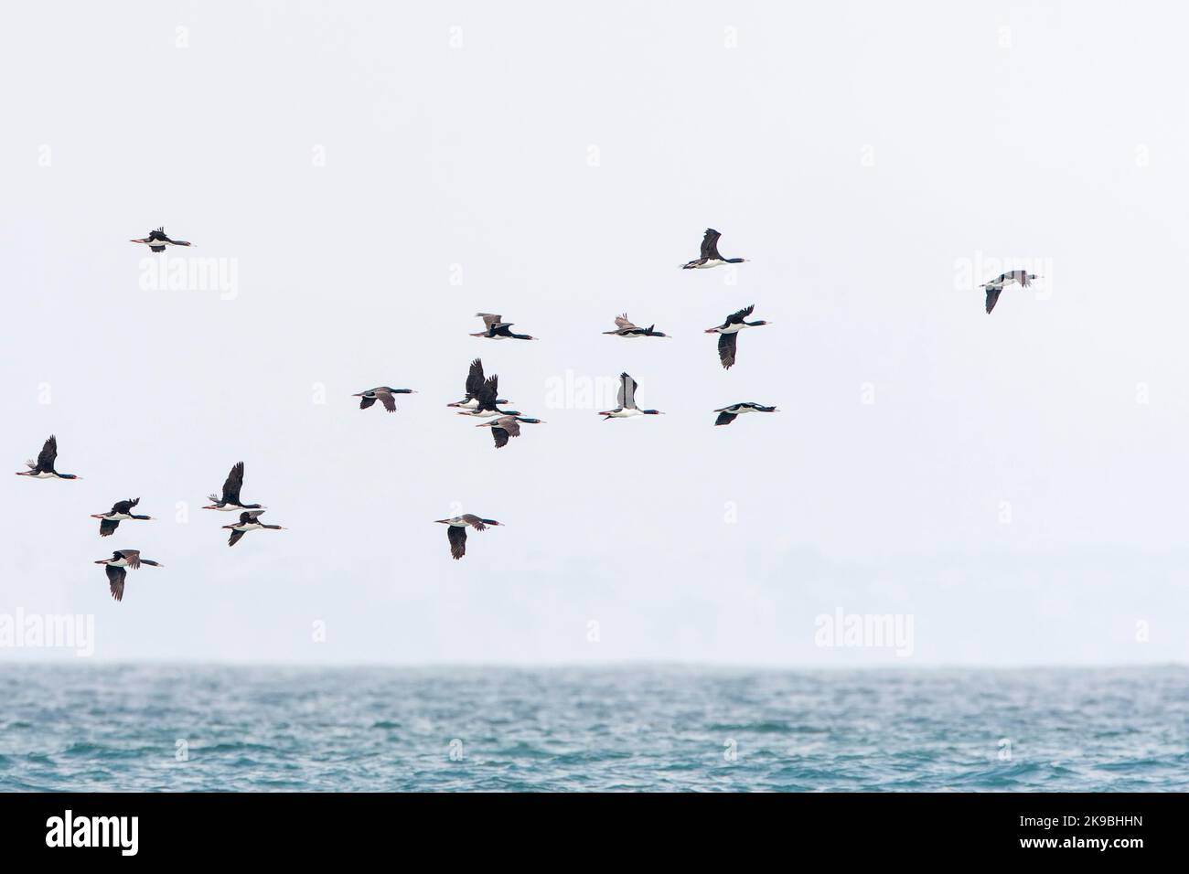 Guanay cormorant (Leucocarbo bougainvilliorum) off the coast of Lima ...