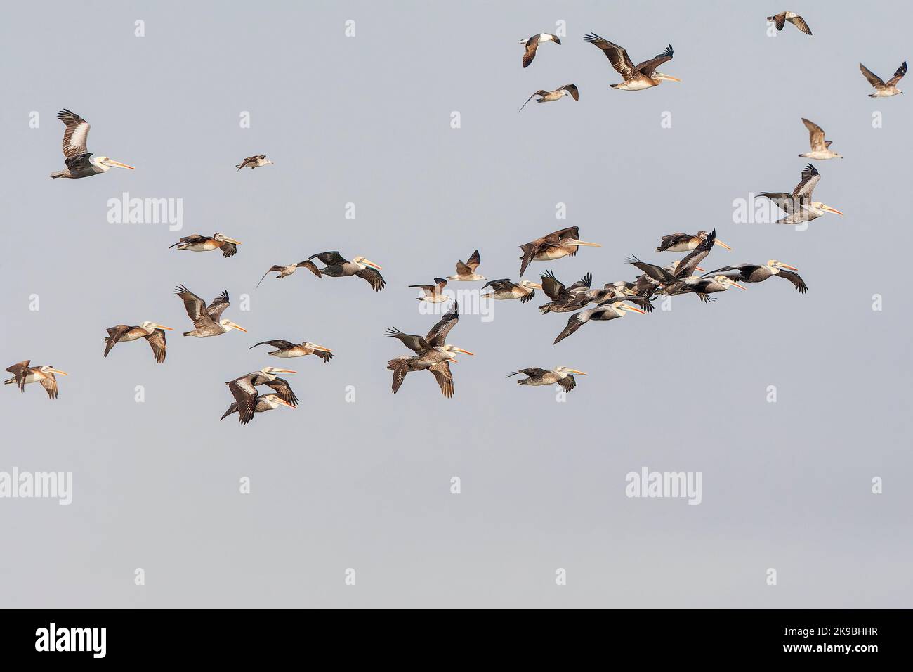 Peruvian Pelican (Pelecanus thagus) off the coast of Lima, Peru. Huge ...