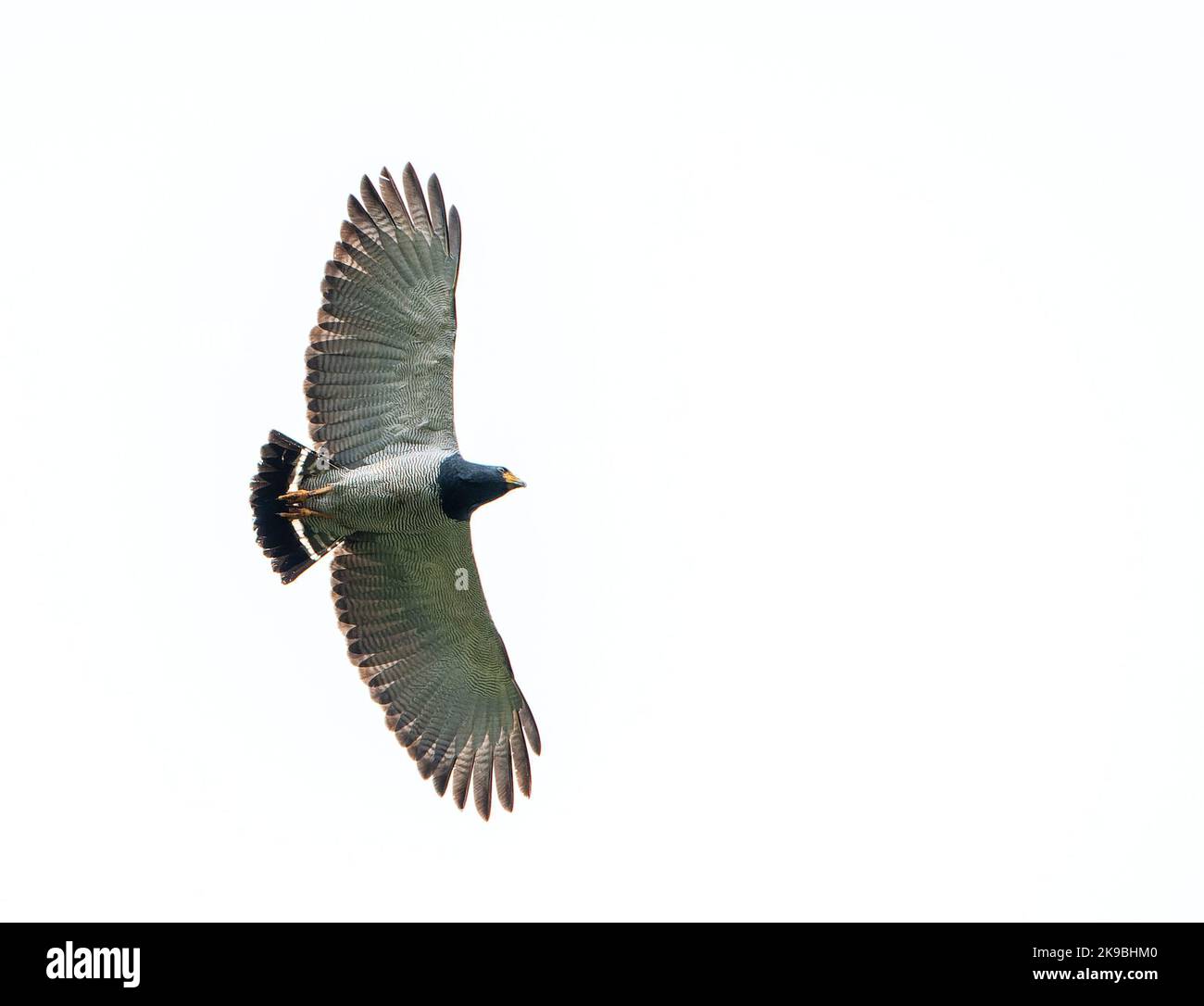 Barred Hawk (Morphnarchus princeps) flying overhead near Mindo on the ...
