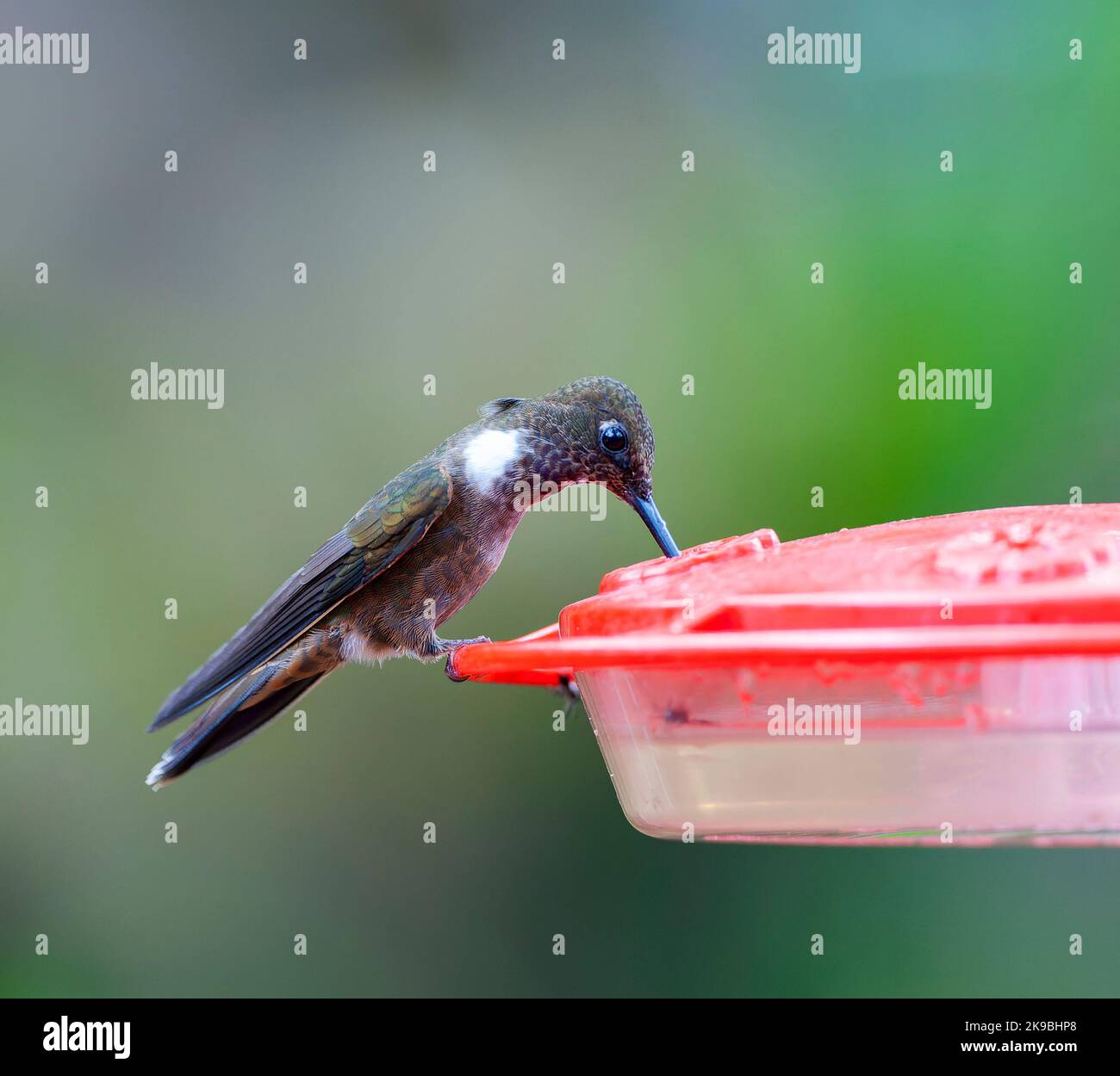 Brown Inca (Coeligena wilsoni) coming to a hummingbird feeder in the ...