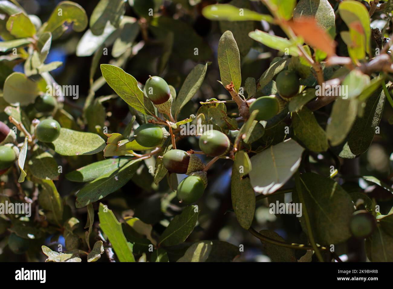 close up of green acorns on oak tree, autumn season Stock Photo - Alamy