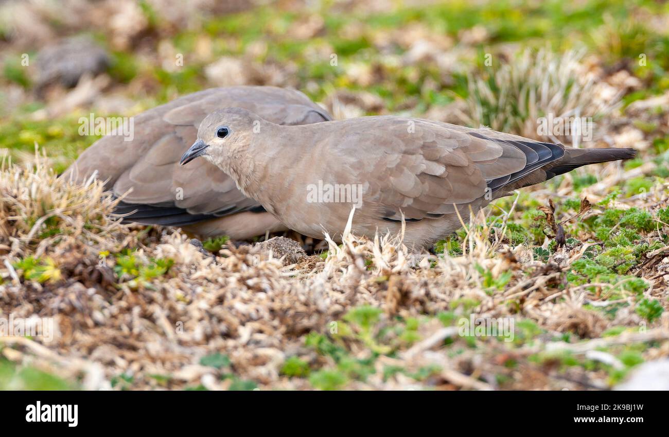 Black-winged ground dove (Metriopelia melanoptera saturatior) in ...