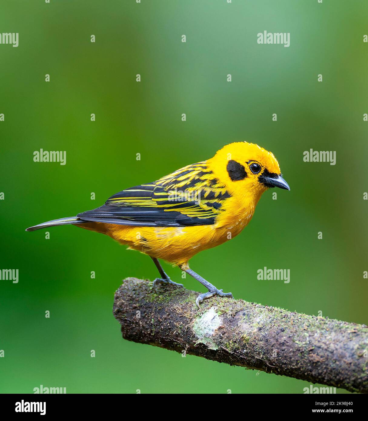 Golden Tanager (Tangara arthus goodsoni) at Milpe in subtropical ...
