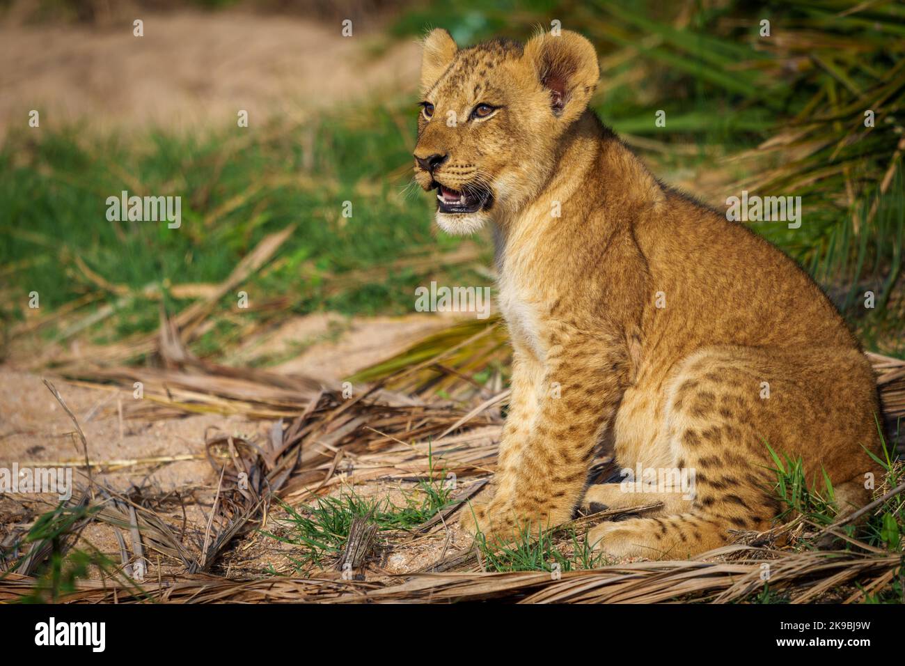 Lion (Panthera leo) cub. Mpumalanga. South Africa Stock Photo - Alamy