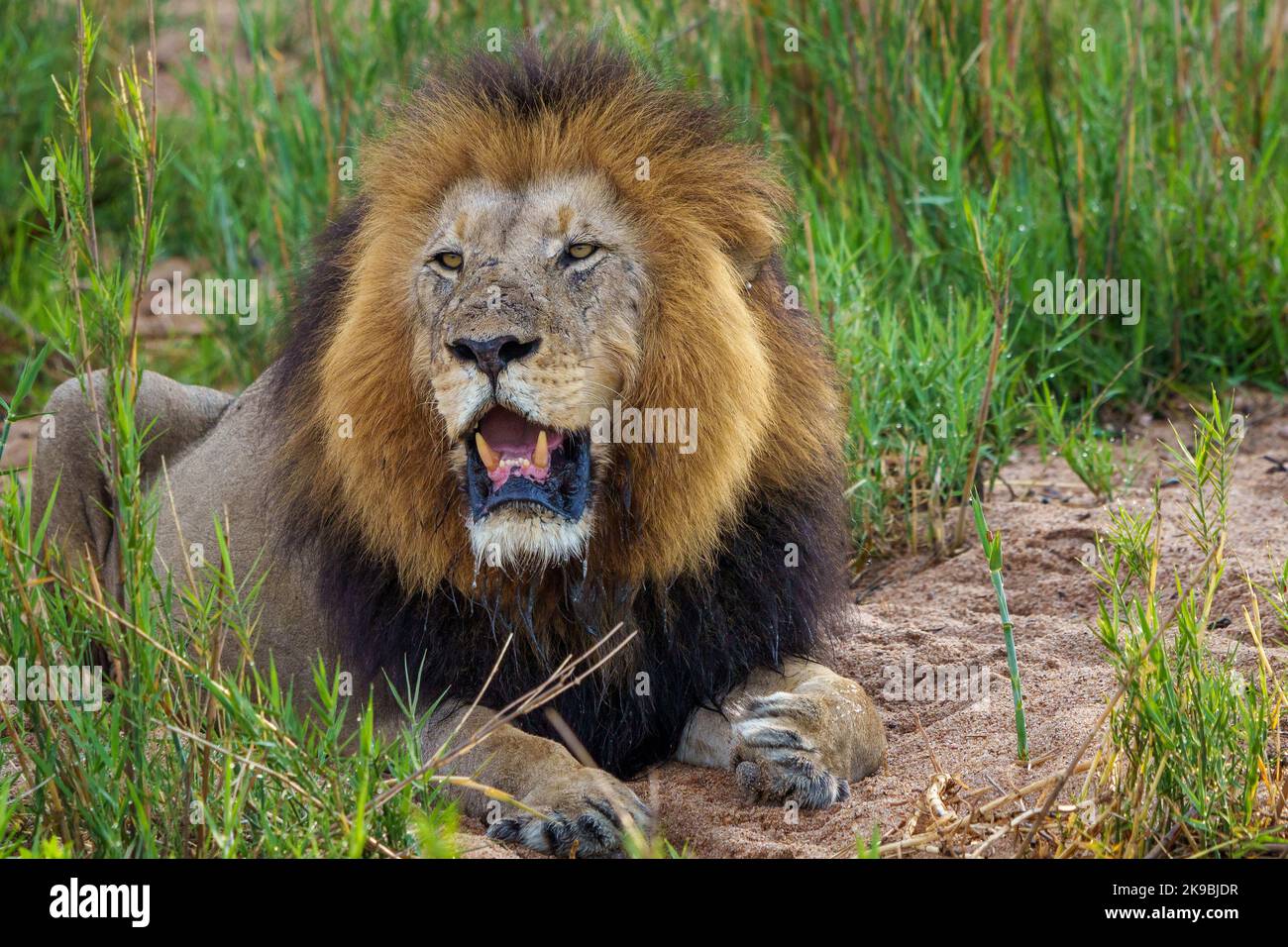 Black maned lion (Panthera leo). Mpumalanga. South Africa Stock Photo ...