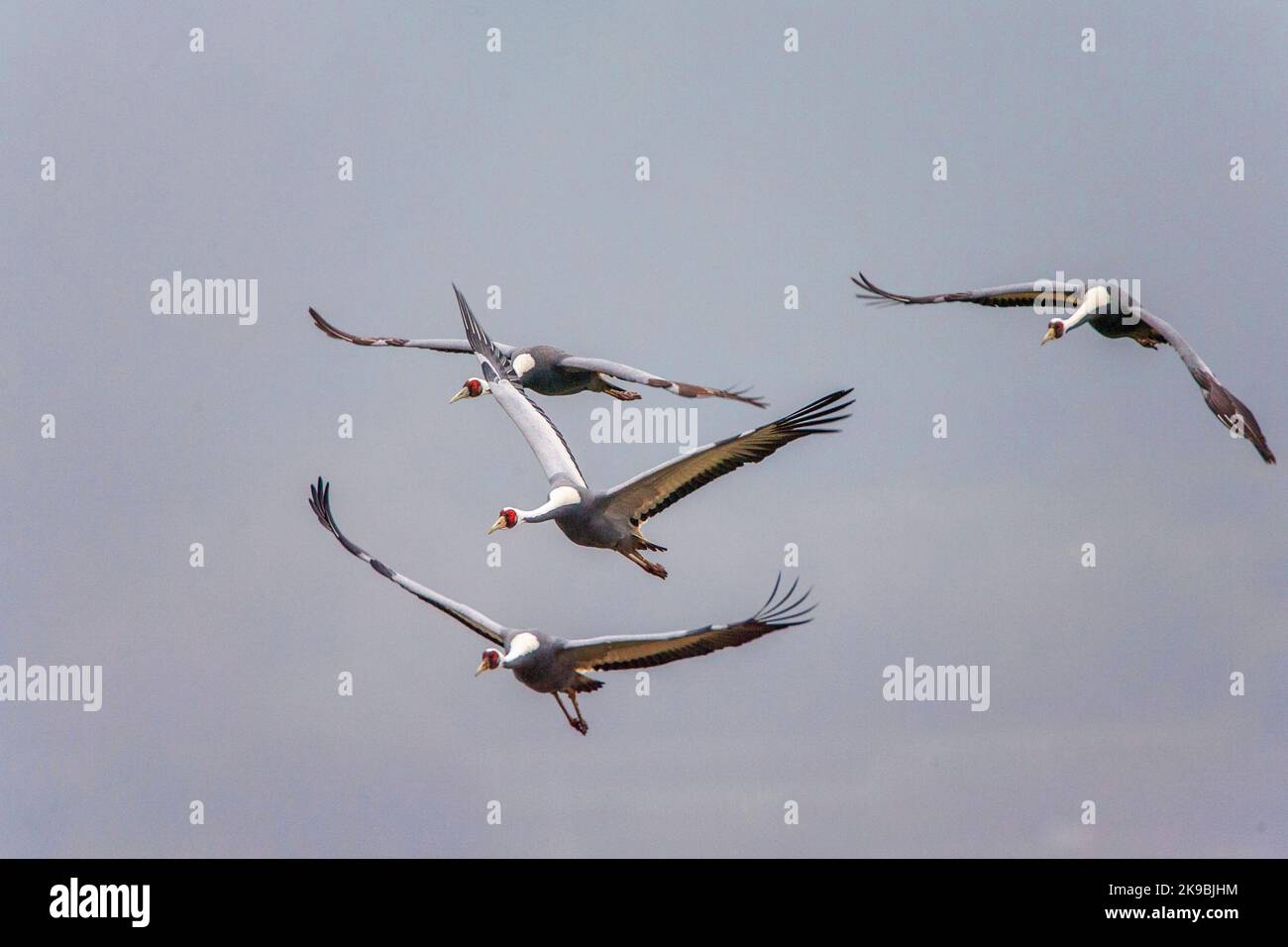 Wintering White-naped Crane (Antigone vipio) on the island Kyushu in ...