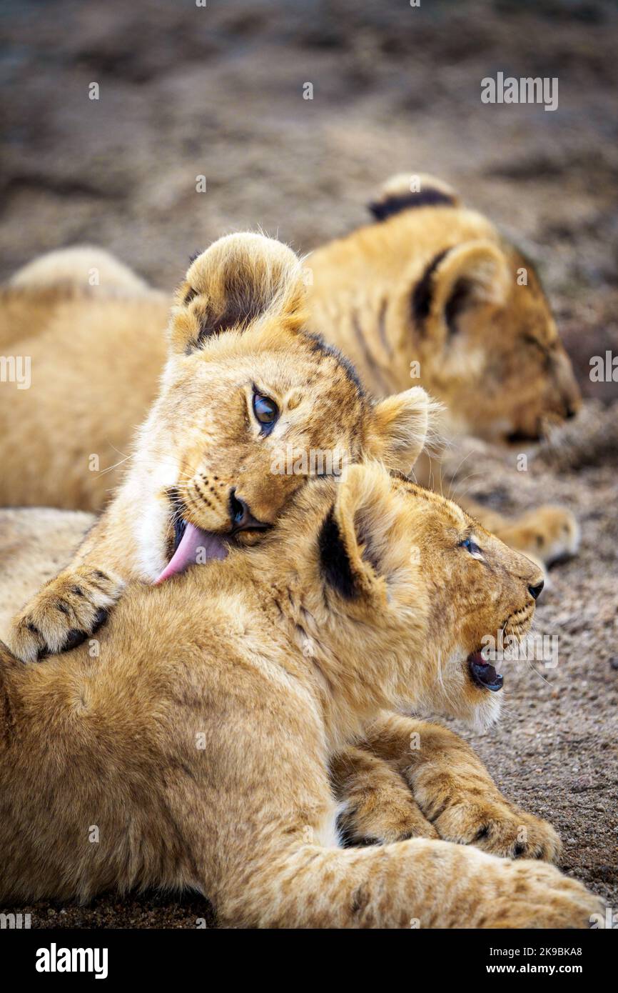 Lion (Panthera leo) cubs grooming each other. Mpumalanga. South Africa ...