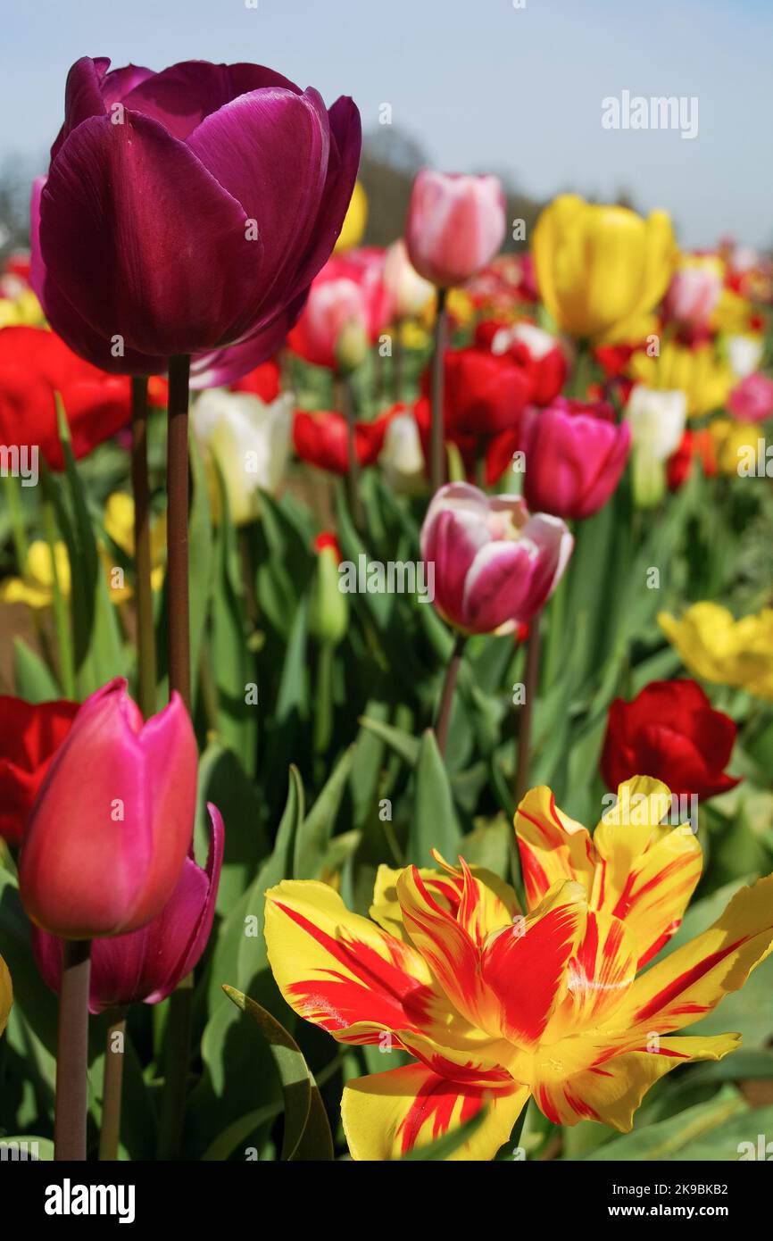 Variety of colors of the fields hi-res stock photography and images - Alamy