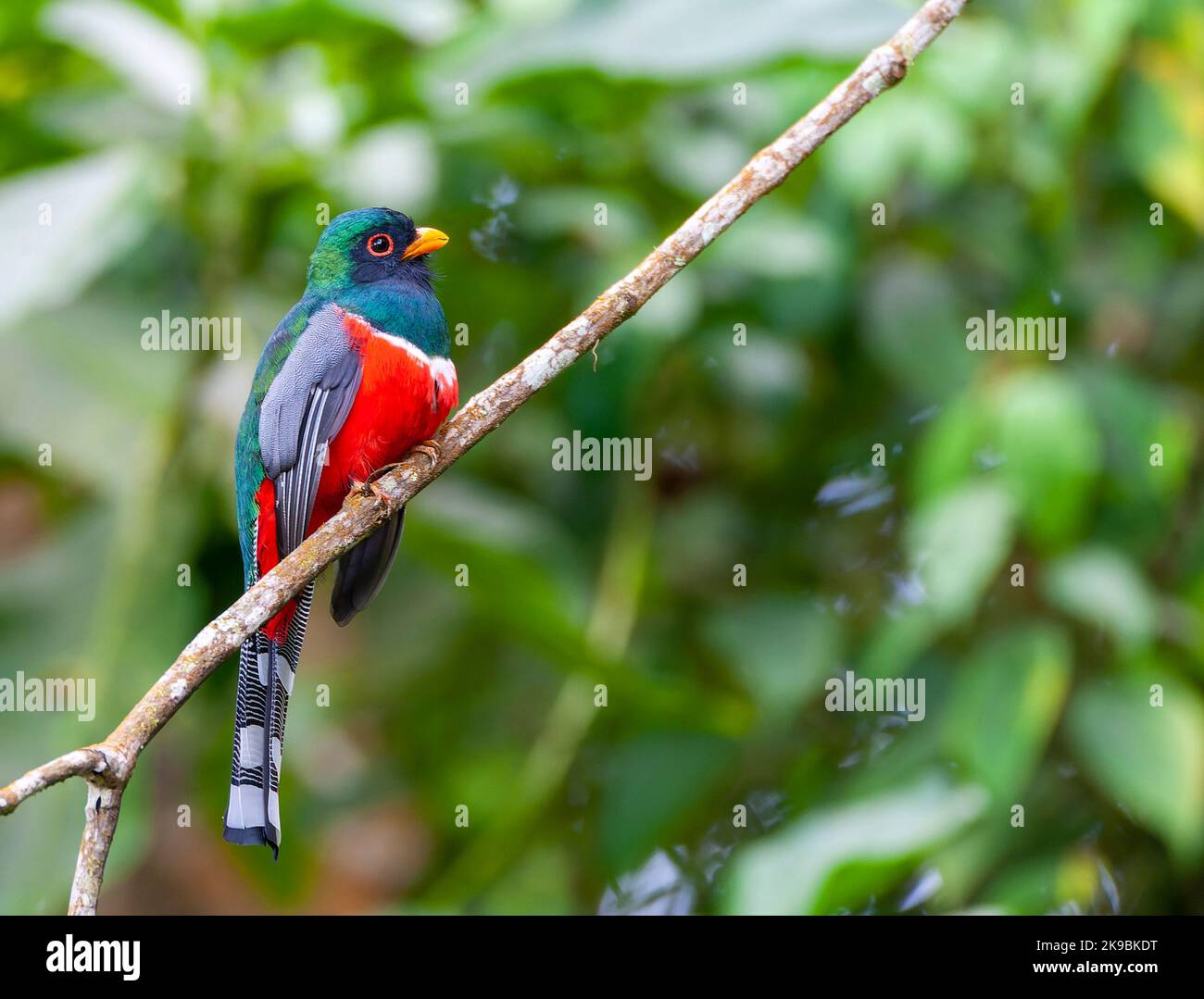 Masked Trogon (Trogon personatus sanctaemartae) in Santa marta Mountain ...