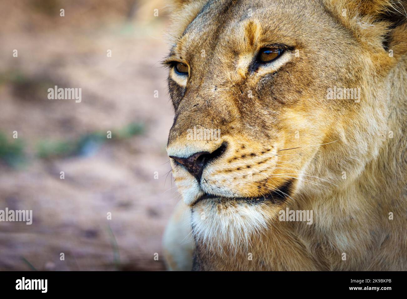 Lion (Panthera leo) showing whisker spots that may be used to identify ...
