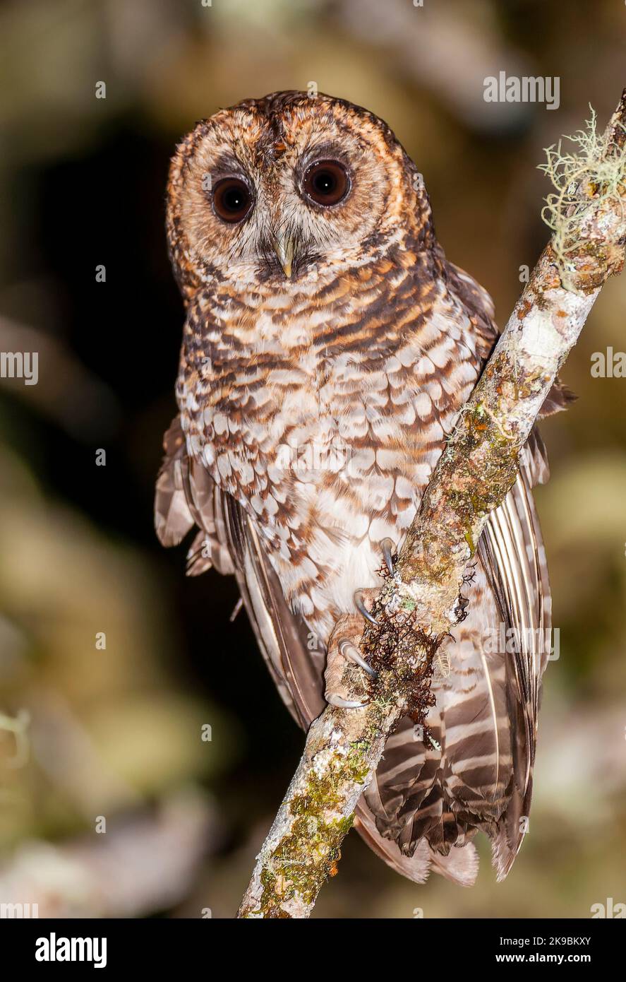 Band-bellied Owl (Pulsatrix melanota melanota) at San Isidro lodge a night, east Andean slope of ...
