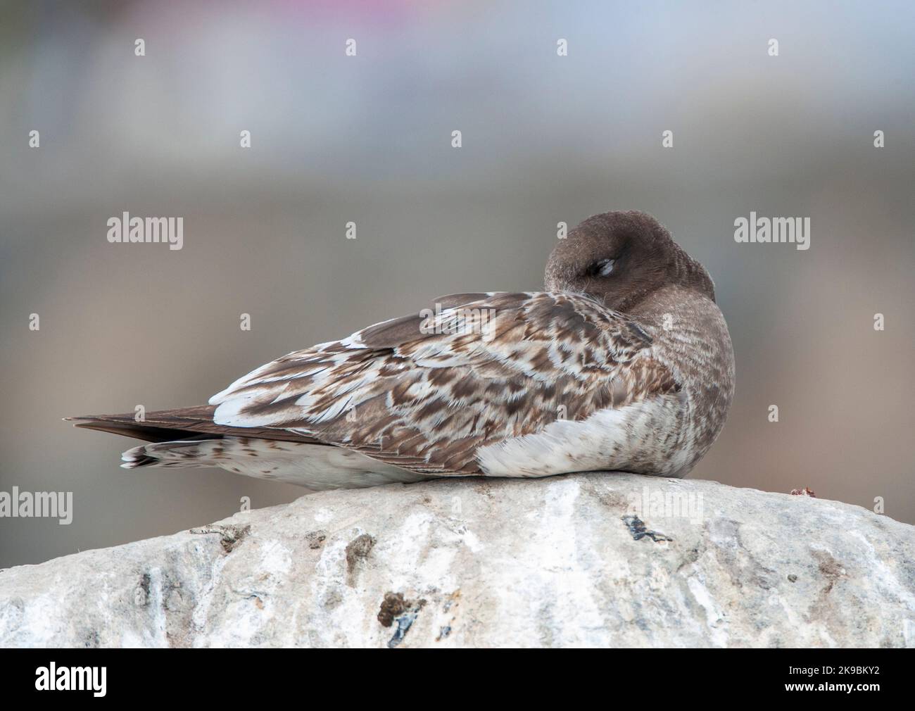 Immature Belcher's Gull (Larus belcheri), also known as the band-tailed ...