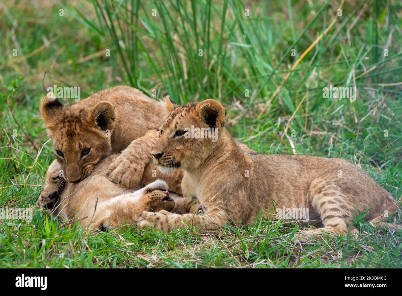 Lion (Panthera leo) cubs playing. Mpumalanga. South Africa Stock Photo ...