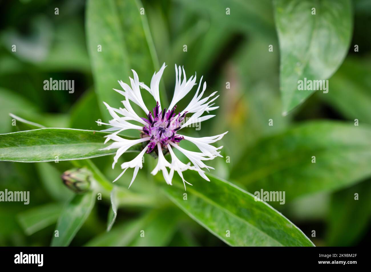 The Centaurea montana flower. Also known as the Purple Heart Stock ...