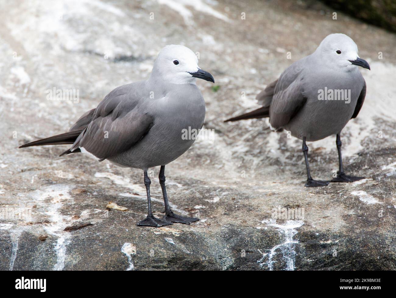 Grey gull (Leucophaeus modestus) at the coast of Peru. Also known as ...