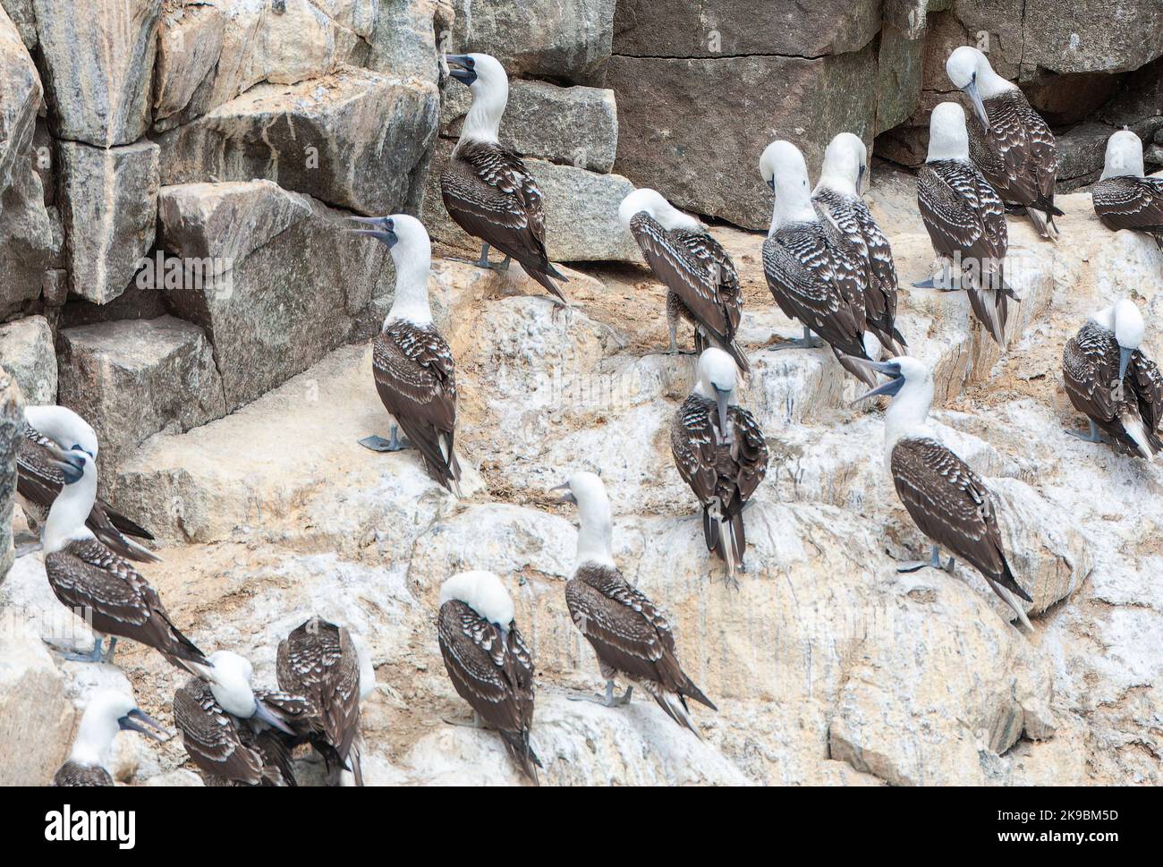 Peruvian Booby (Sula variegata) resting in colony on coastal rocks near ...