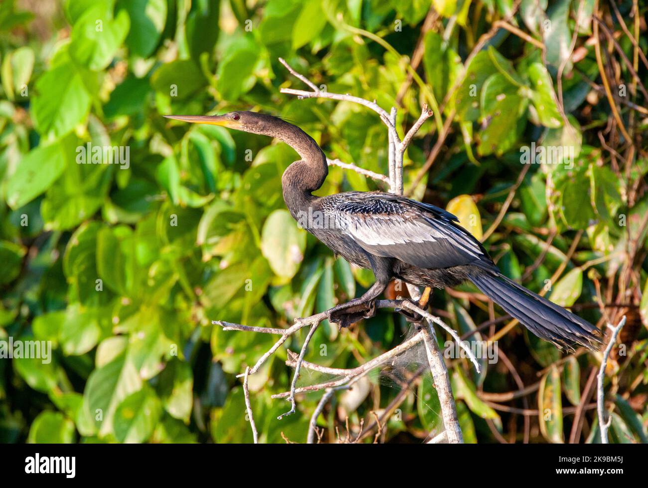 Anhinga (Anhinga anhinga) in Manu national park, Amazonas, Peru. Also ...