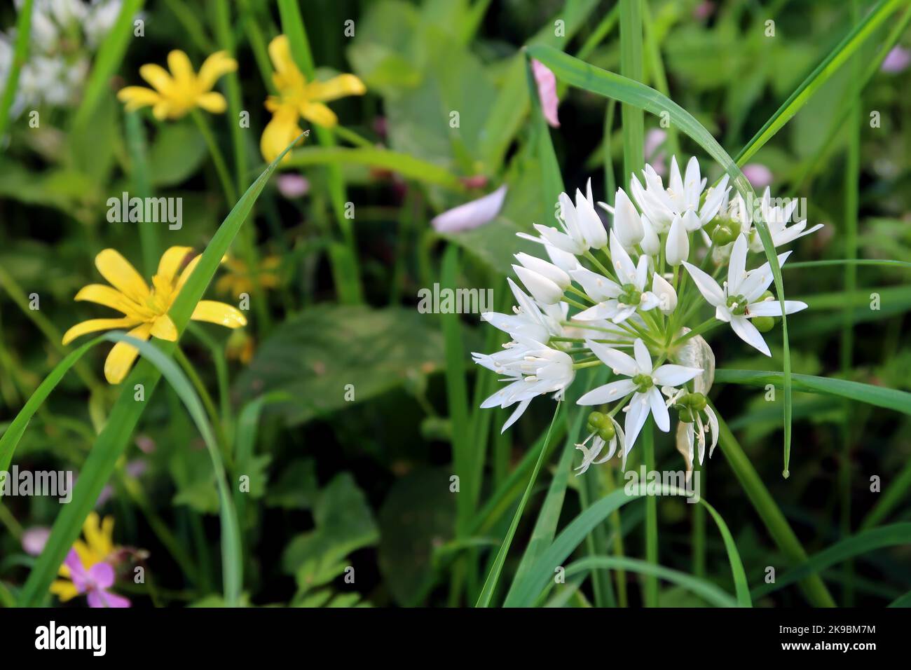 Wild garlic growing in a British woodland Stock Photo - Alamy
