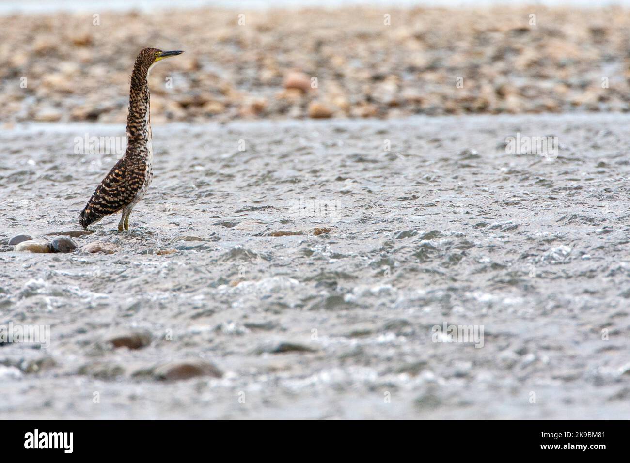 Fasciated tiger heron (Tigrisoma fasciatum) standing at rapids in the ...