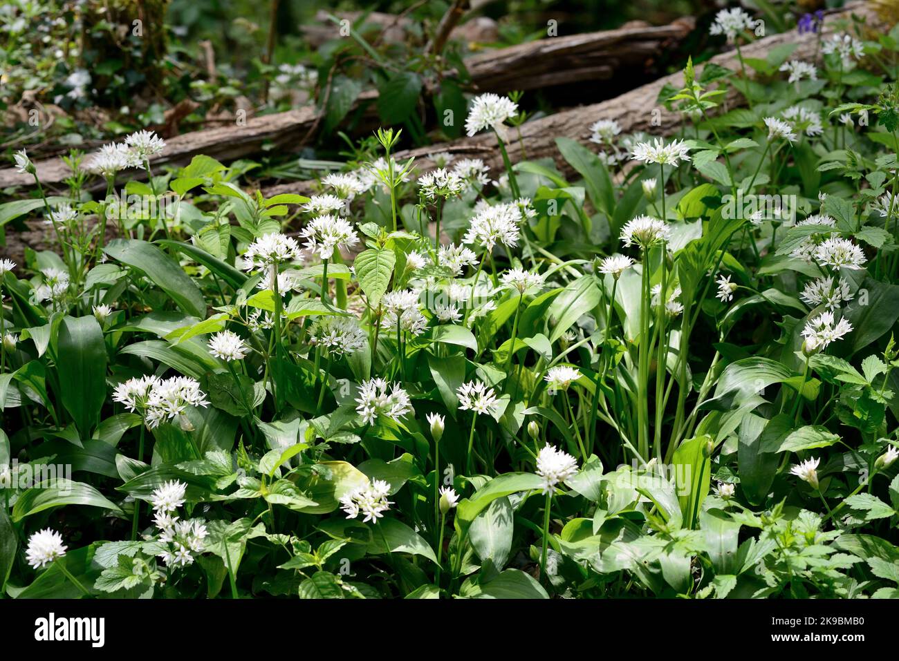 Wild garlic growing in a British woodland Stock Photo - Alamy