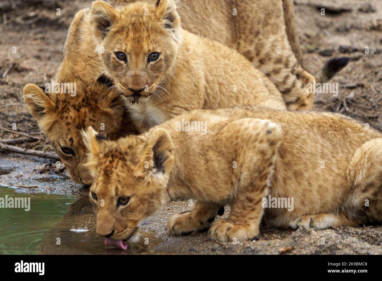 Lion (Panthera leo) cub drinking. Mpumalanga. South Africa Stock Photo ...
