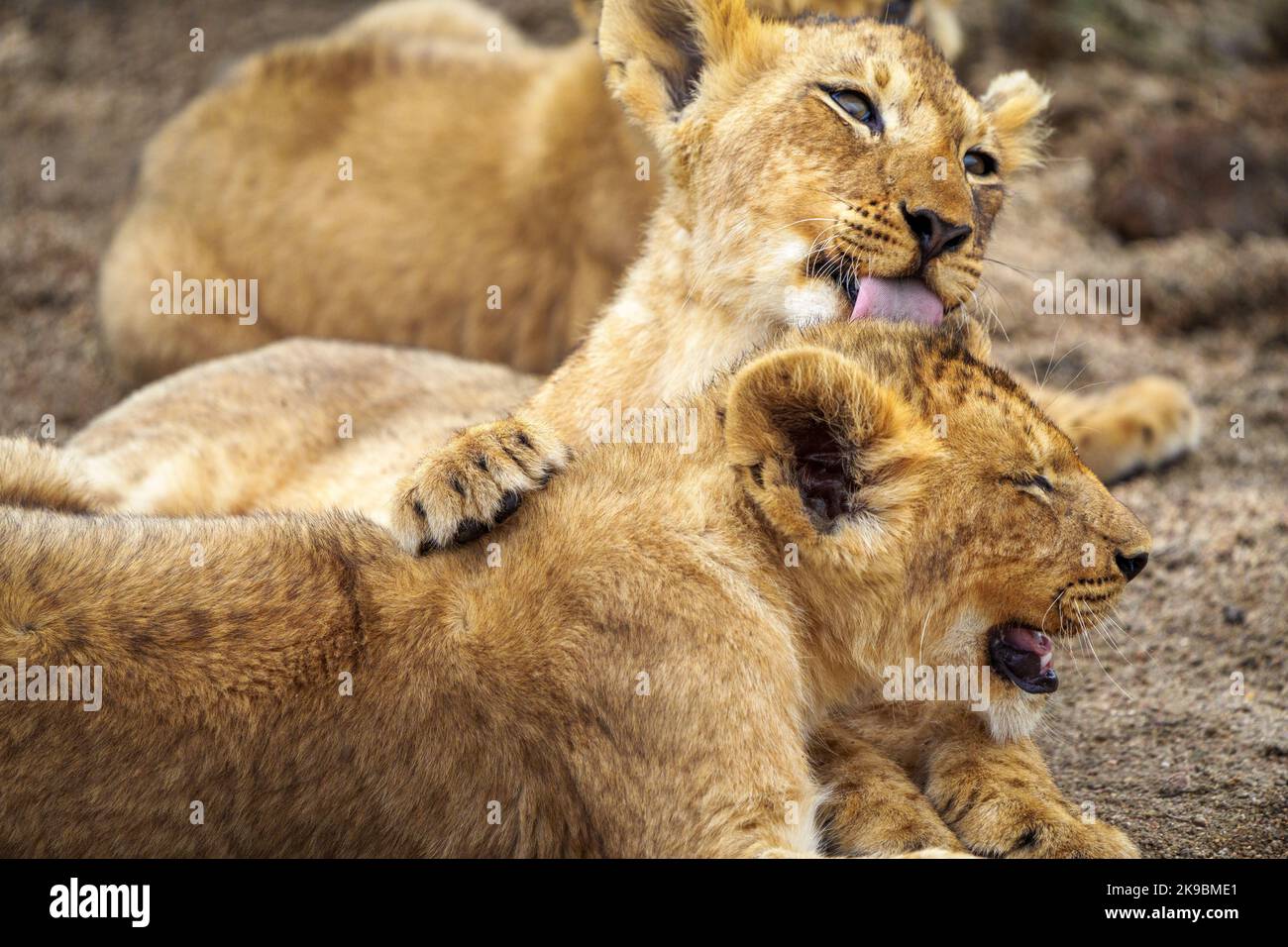 Lion (Panthera leo) cubs grooming each other. Mpumalanga. South Africa ...