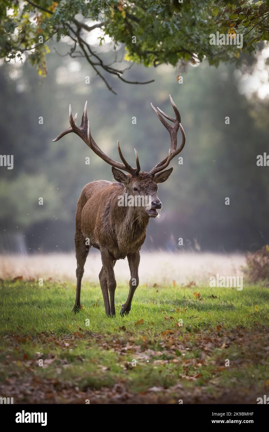 Red deer Stag In search of a female Stock Photo - Alamy