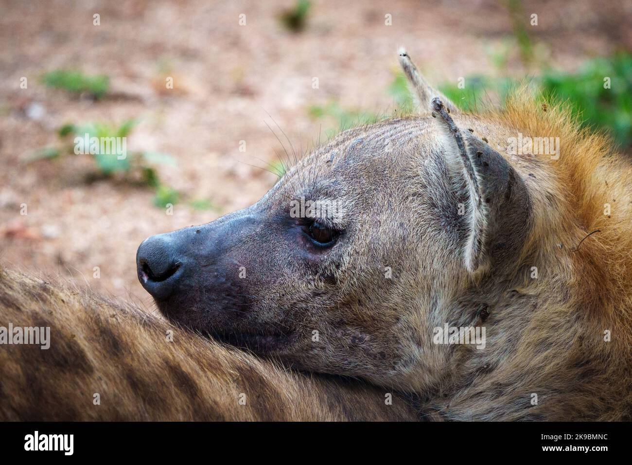 Spotted hyena or laughing hyena (Crocuta crocuta). Kruger National Park ...