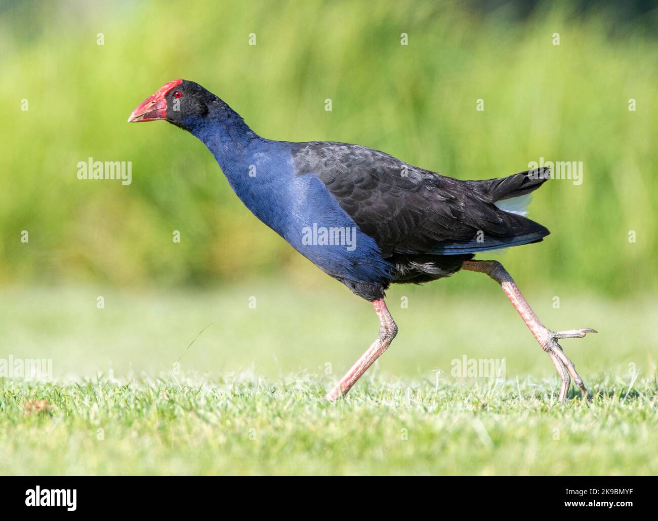 Australian Swamphen (Porphyrio melanotus melanotus) in Tawharanui ...