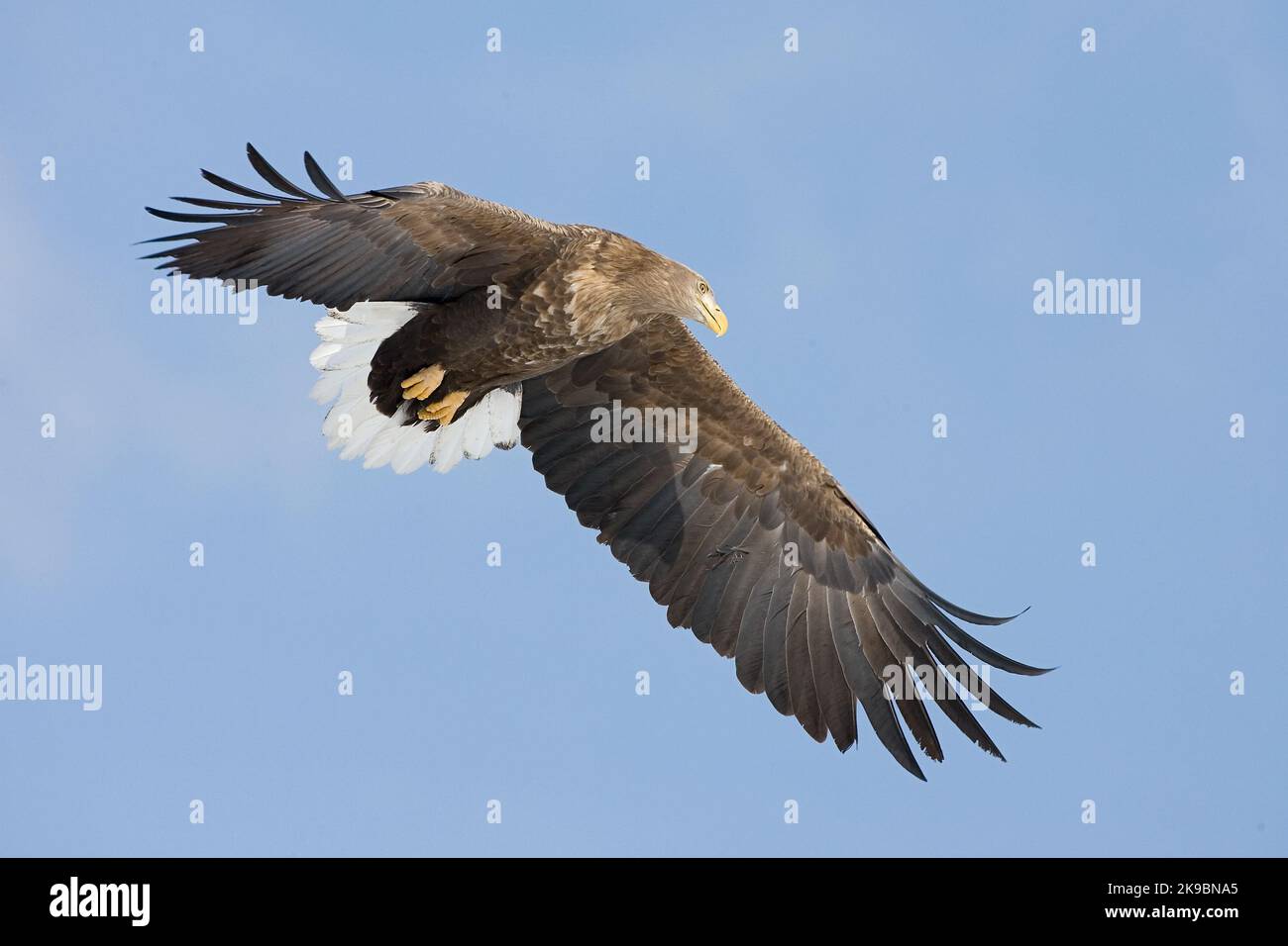 White-tailed Eagle flying; Zeearend vliegend Stock Photo - Alamy
