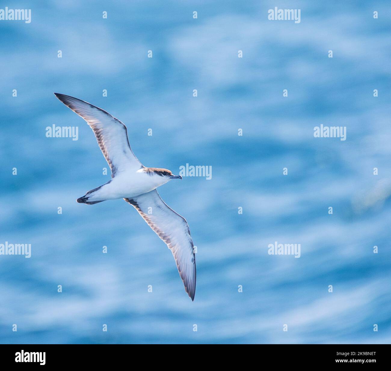 Buller's Shearwater (Ardenna bulleri) in coastal water at the ocean off ...