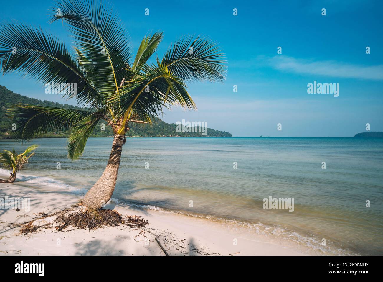 Coconut Palm trees on white sandy beach in Caribbean sea, Saona island ...