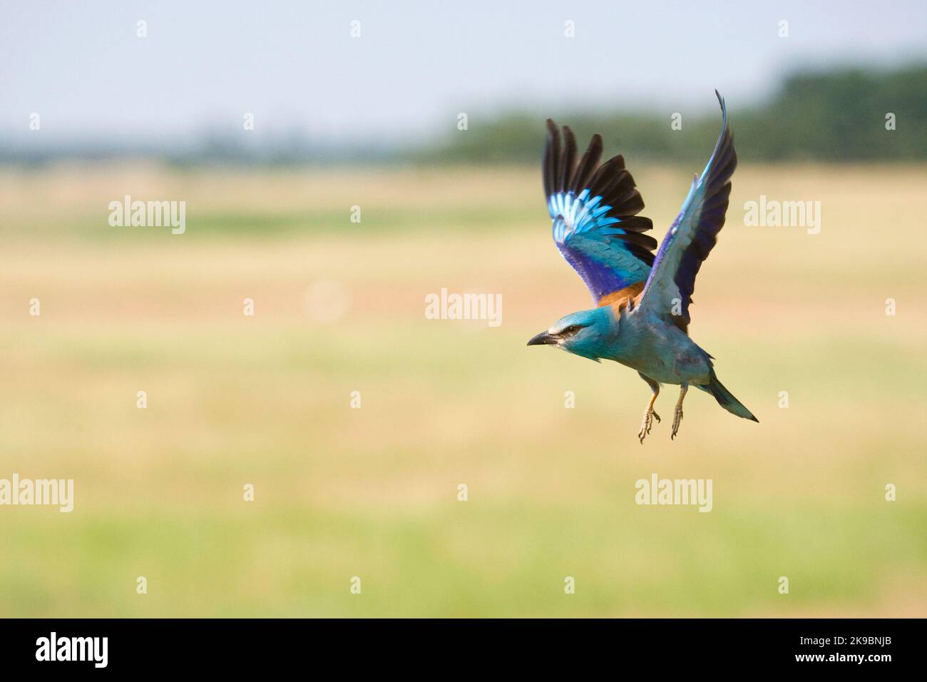 Scharrelaar in de vlucht; European Roller in flight Stock Photo - Alamy
