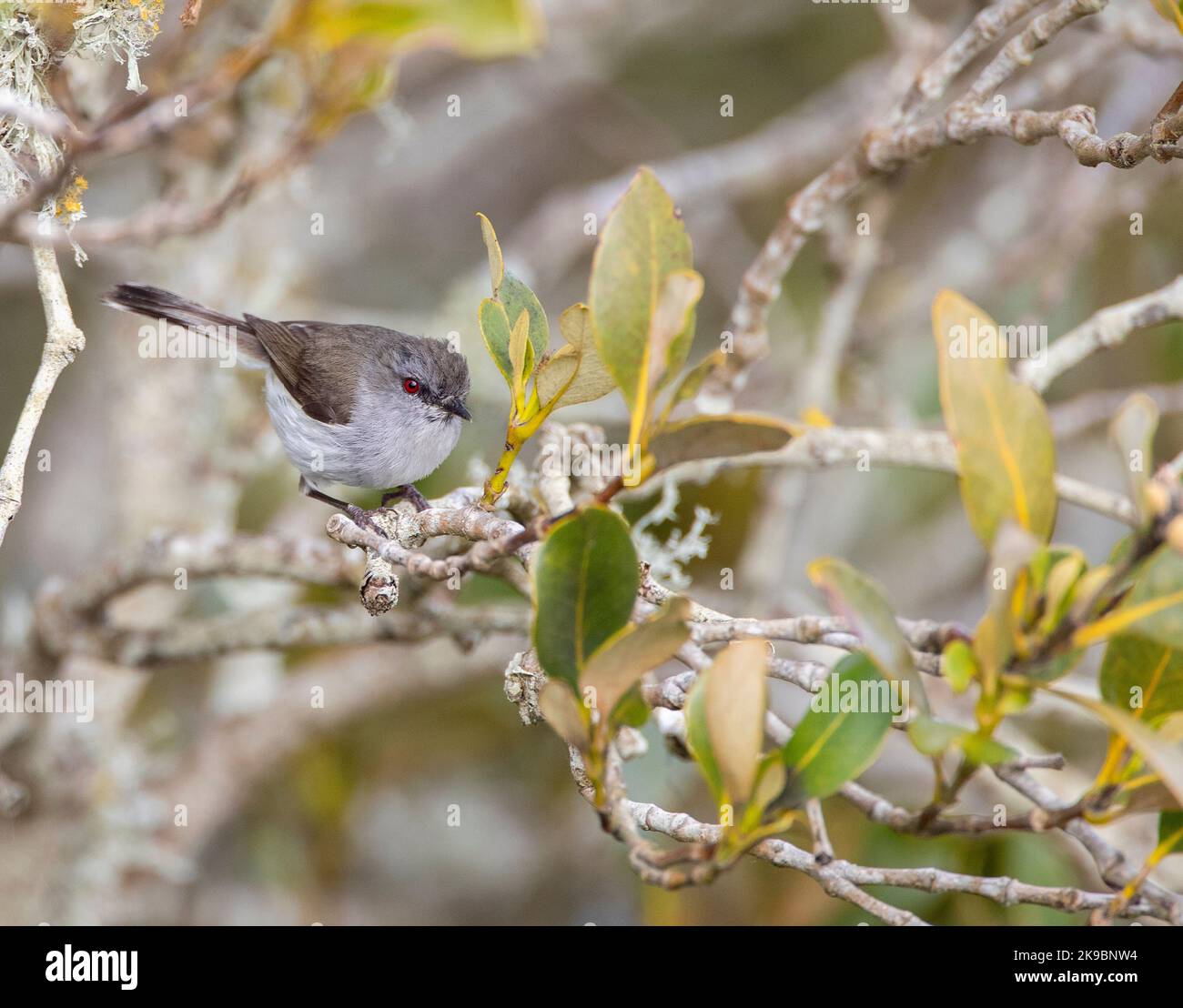 One gerygone hi-res stock photography and images - Alamy
