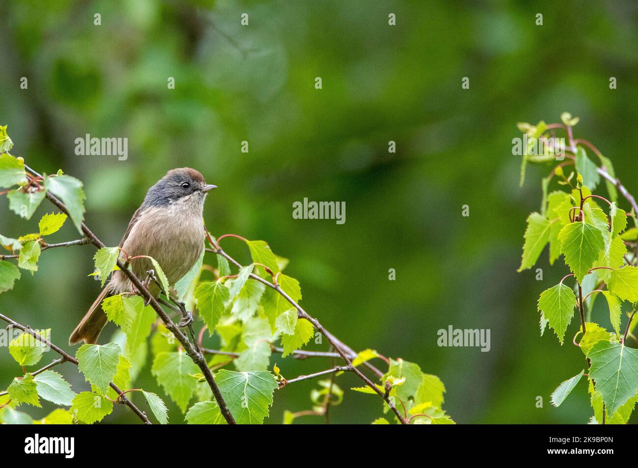 Pipipi (Mohoua novaeseelandiae) on South island, New Zealand. Also ...